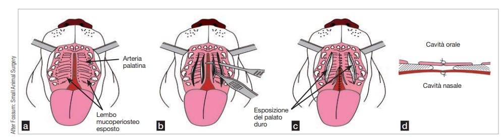 Palatoschisi del gatto: cause e sintomi